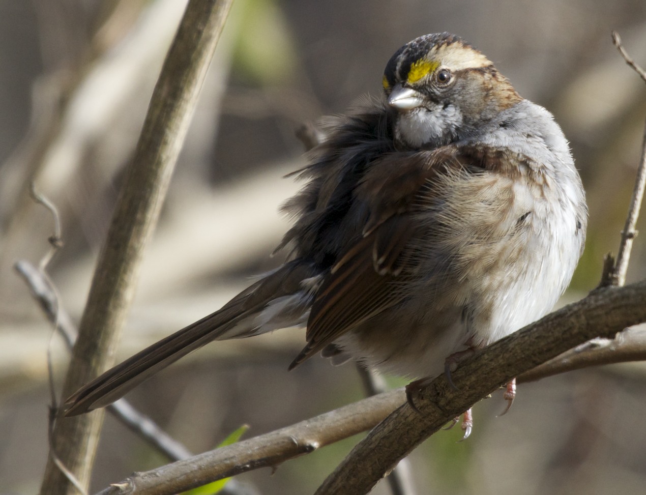 Butler's Birds: A Salute to Sparrows